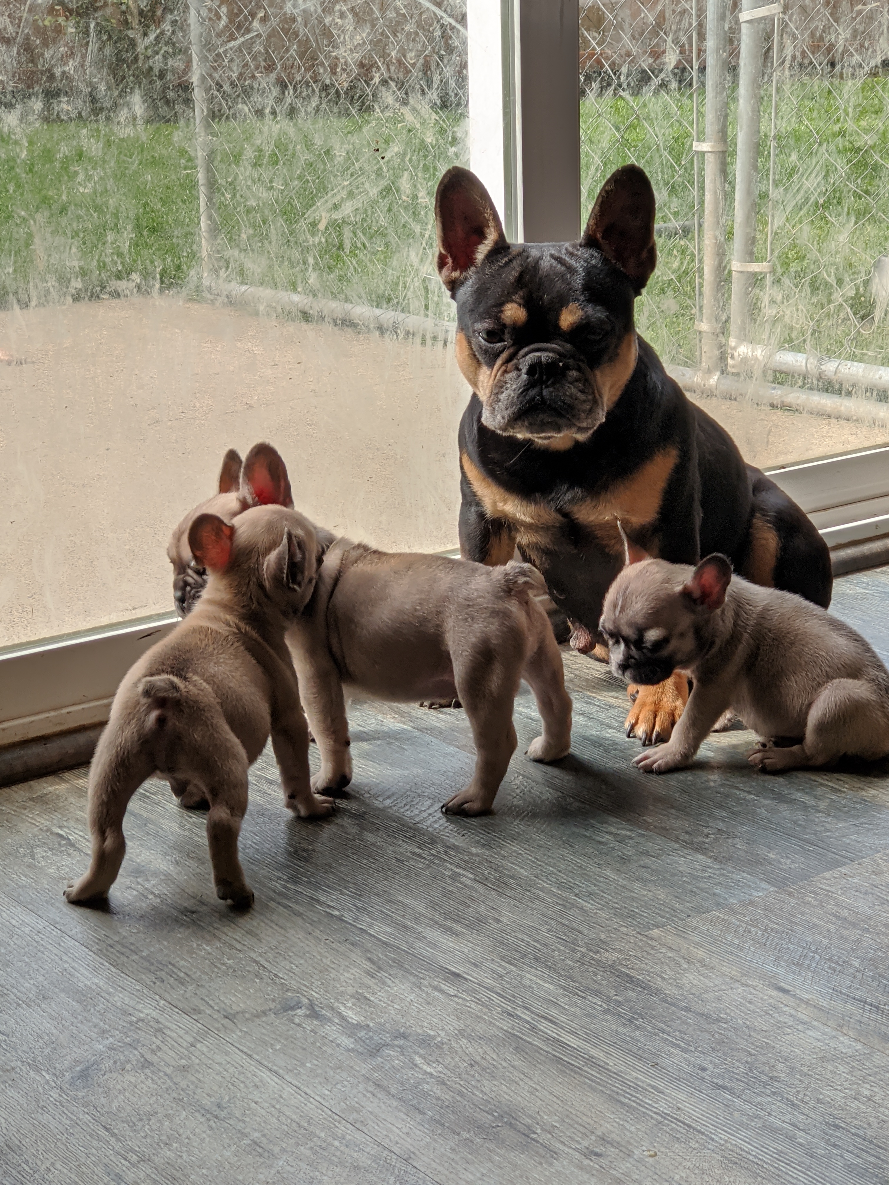 Ferguson’s Bulldogs – French Bulldog breeder